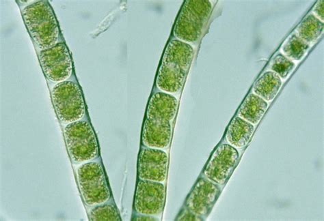 Protist Images Microspora