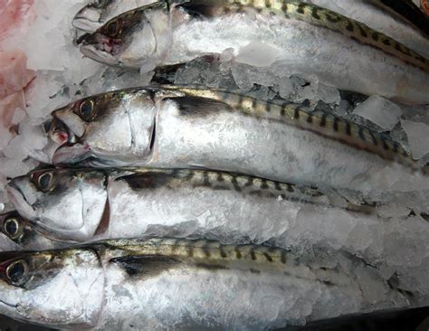 Conger Eel Bite Force