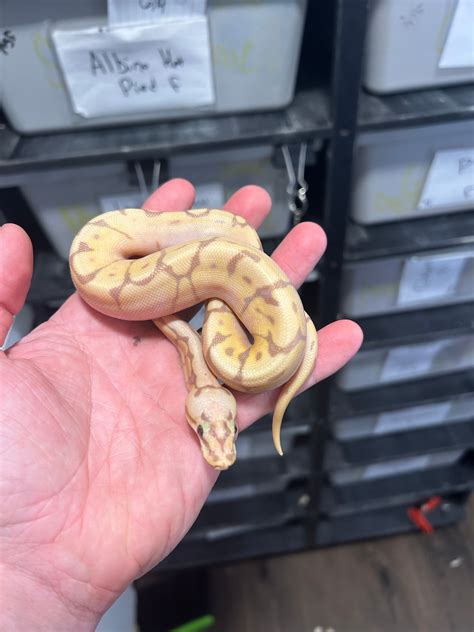 Banana Pastel Spider Het Pied Ball Python By Nash S Exotics Morphmarket