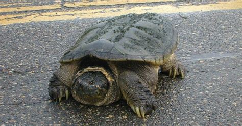 How To Pick Up A Snapping Turtle (Easy Guide) - All Turtles
