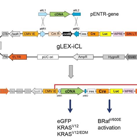 A Schematic Of A Generalized Two Plasmid Lr Recombination Reaction