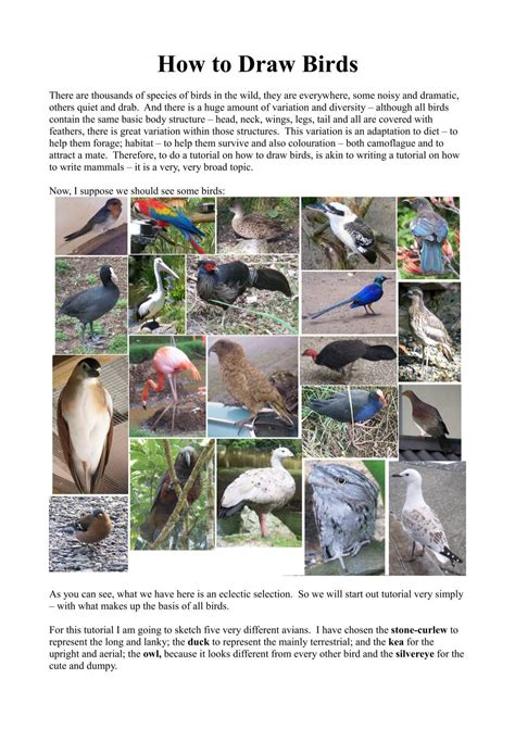 How To Draw Birds