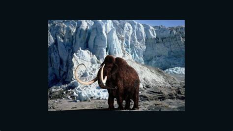 The Last Woolly Mammoth Died 4000 Years Ago On An Island In The Arctic