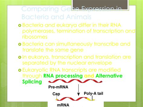 Ppt Comparing Prokaryotes And Eukaryotes Powerpoint Presentation Id4043951