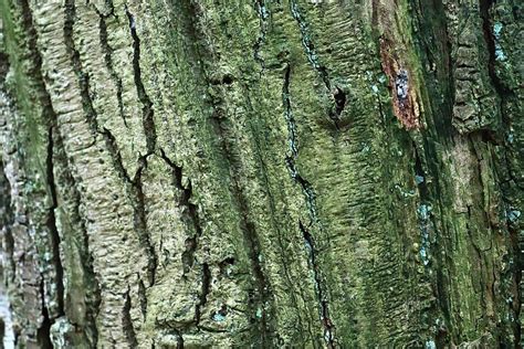 Highresolution Closeup Of Intricate Tree Bark Texture Natural Cracked Details Photo Background