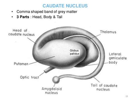 Caudate Nucleus