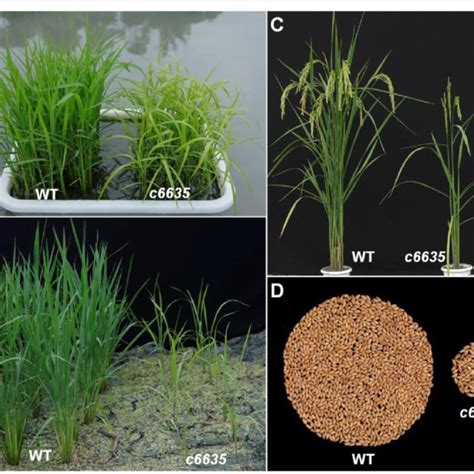 Phenotypic Comparison Between Wild Type And C6635 Mutant The Phenotype