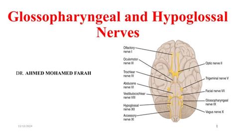 Glossopharyngeal And Hypoglossal Nerve Pptx Ear Nose And Throat Conditions Diseases And