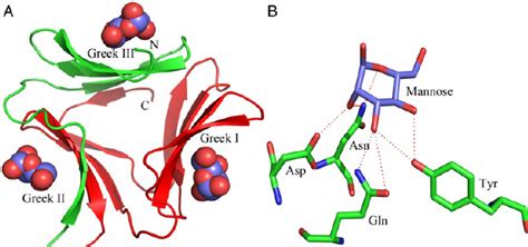 A The Location Of Mannose Binding Sites In One Typical Domain Of Download Scientific
