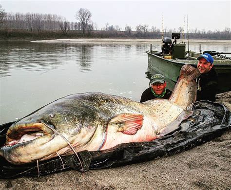 Fisherman Breaks Record By Reeling A 9 Foot Long Catfish