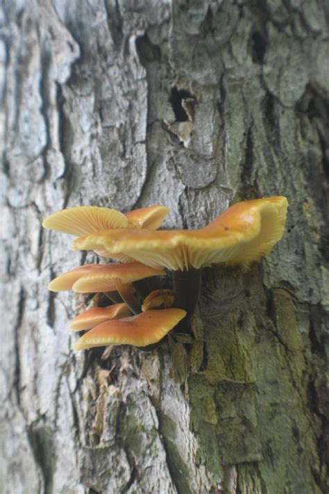Great Lakes Fungi On Twitter I Think It S Fitting To Start Our Day With A POP Of Color