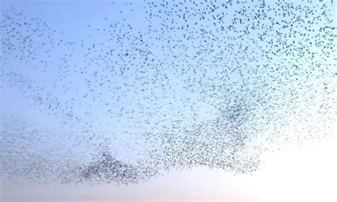 a vision aided flocking system to target drones drone below