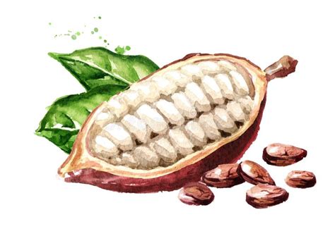 Cocoa Pod Stock Illustrations 2 431 Cocoa Pod Stock Illustrations Vectors Clipart Dreamstime