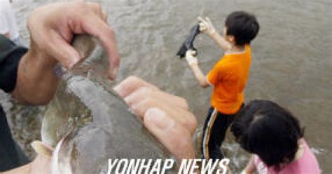 맨손 민물고기 잡기