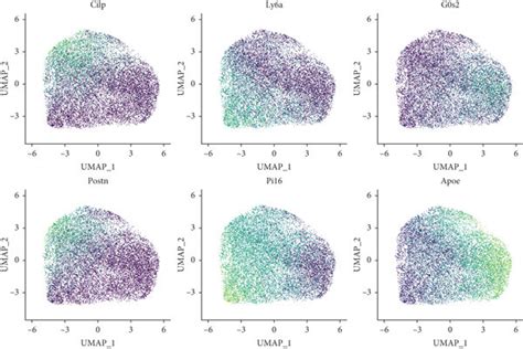 Overview Of The Fibroblast Populations Profiled In Healthy And