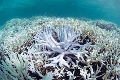 Genetically Modified Super Algae Combats Global Warming Caused Coral Bleaching Genetic