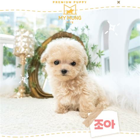 크림푸들 여아 마이멍