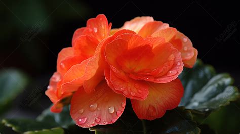 13000 오렌지 반짝이 영화 오렌지 반짝이 배경 재고 이미지 Lovepik