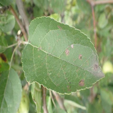 Bitki Tespit Object Detection Dataset And Pre Trained Model By Bitktespit