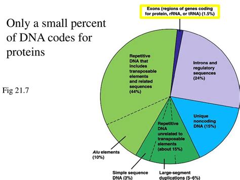 How Do Individuals And Groups With Different Genes Arise Ppt Download