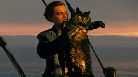 Lizzy Cats Of The Web