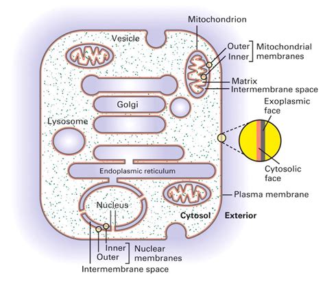 Diagram Of Bio130 Diagram Cytosolic And Exoplasmic Face Quizlet
