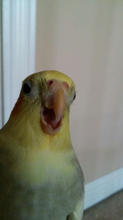Cockatiel Tumbex