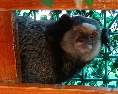 Caminhos Do Cerrado O Sagui