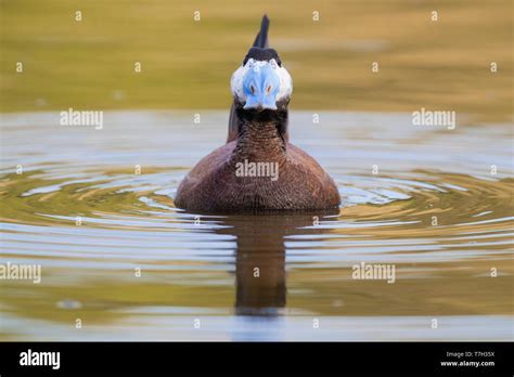 White Headed Duck Oxyura Leucocephala Front View Of A Male