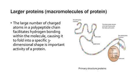 Cell And Macromolecules PPTX