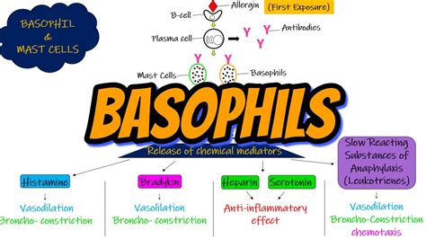 Basophils Chapter 34 Part 8 Guyton And Hall Physiology Youtube