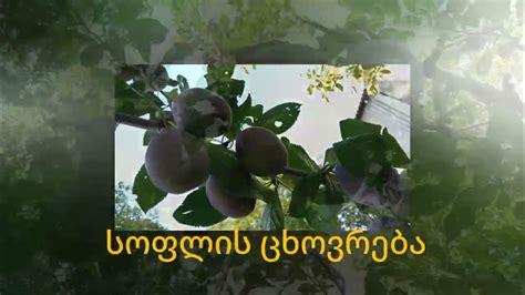 ქლიავი 🥰🫐 სოფელი ხეხილი ქლიავი Youtube