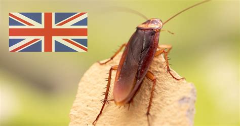 Do You Get Cockroaches In The Uk Unveiling The Truth