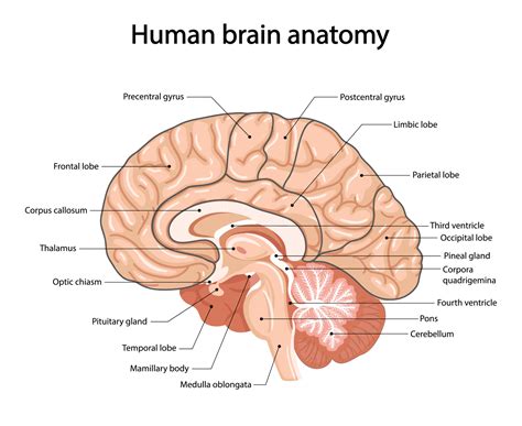 Human Brain Anatomical Illustration In Cartoon Style 5860685 Vector