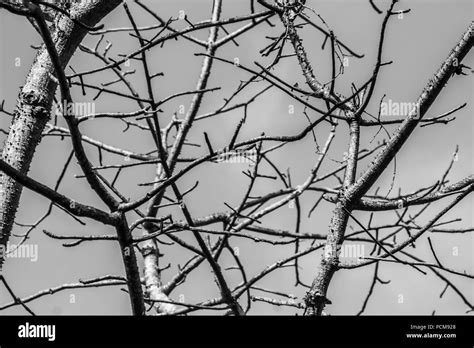 Branches Of Trees Without Leaves Background Dry Season Tree Without