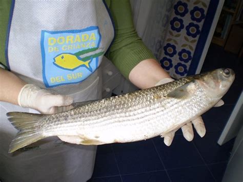 ¡por Fin El Domingo Sale Veda De Lisa Liseta Y Lebrancha En La