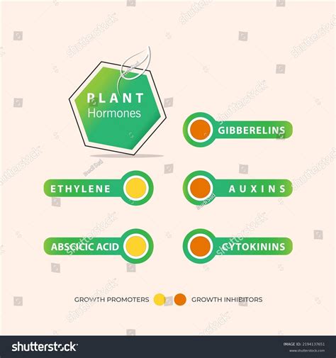 Cytokinins In Plants