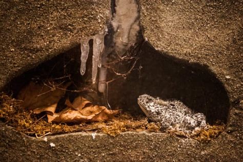 The Hidden Places Where Frogs Live Sleep And Hibernate Pest Pointers