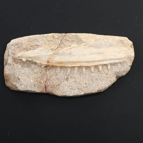 Fossilized Dinosaur Teeth And Fossilized Shark Tooth In Matrix Ebth