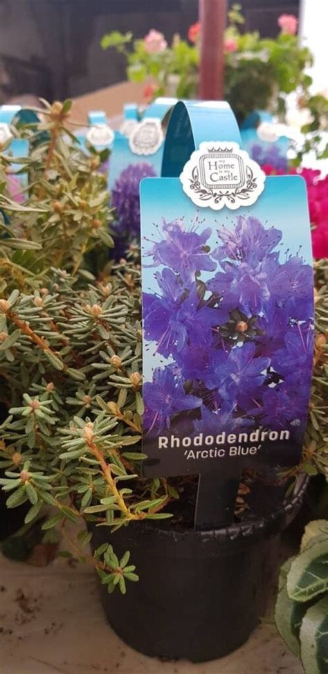 Lali Gurans Or Rhododendron The National Flower Of Nepal Anautho Satya