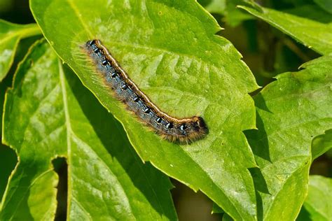 Tent Caterpillar