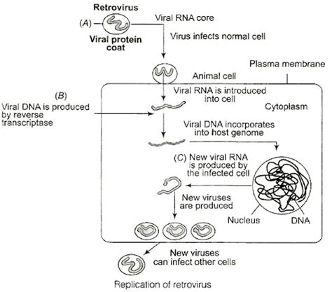In The Given Flow Chart The Replication Of Retrovirus In A Host Cell Is