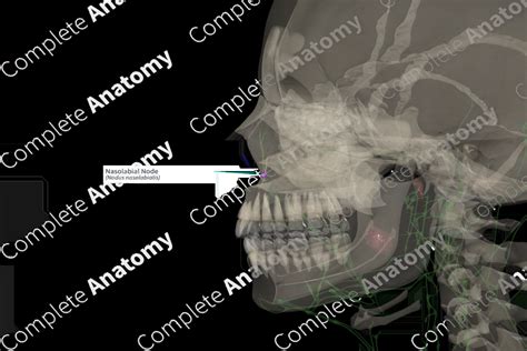 Nasolabial Node Right Complete Anatomy