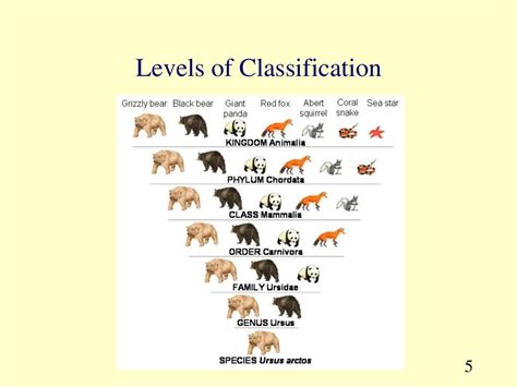 Taxonomy Classifying Organisms Ppt Download