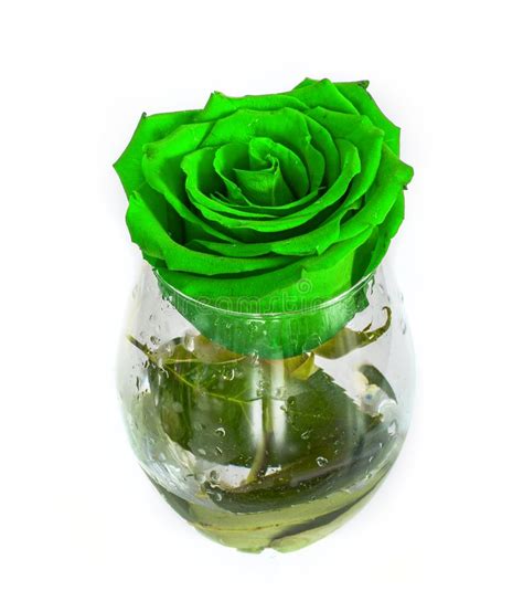 One Rose In A Glass On A White Background Stock Image Image Of Blossom Celebrate 101635449