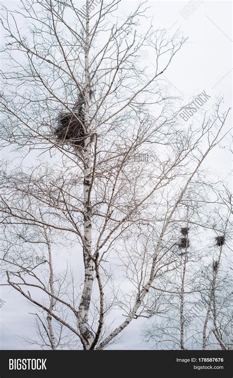Empty Bird S Nest Image Photo Free Trial Bigstock