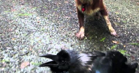 Meet The Raven That Says Nevermore