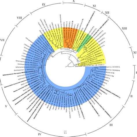 Bayesian Inference Phylogenetic Tree Based On The Partial 16s Rrna Gene