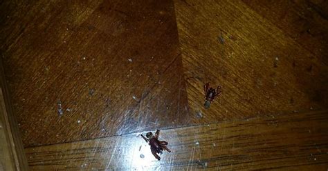 Weird Bugs Album On Imgur