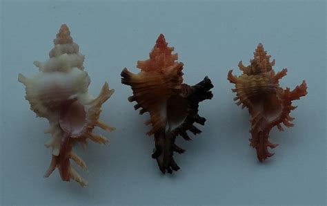 Philippine Murex Shells Assorted Murex Shells Oddities Taxidermy Etsy